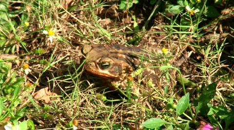 Frog Eats Bug CLOSE | Stock Video | Pond5