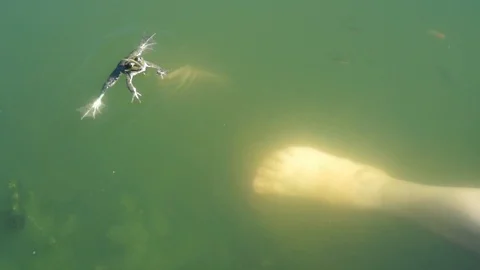 Frog Foot Stock Videos – Royalty-Free HD & 4K Videos