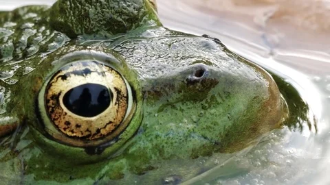 Frog Eye in hiding in water extreme clos... | Stock Video | Pond5