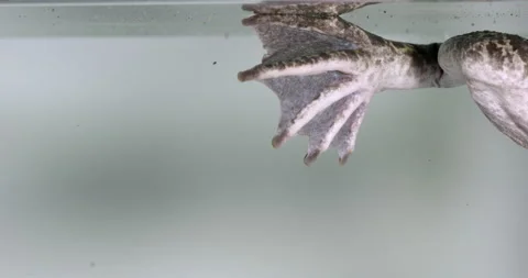 Frog feet - close up in water - floating... | Stock Video | Pond5
