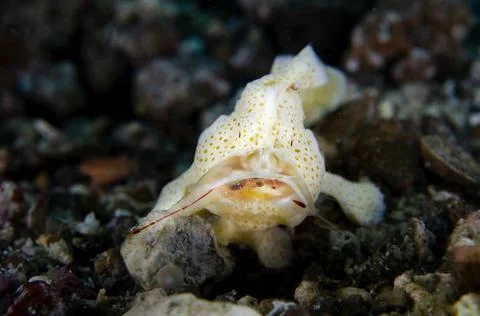 Anglerfish Stock Photos & Images ~ Royalty Free Images | Page 8