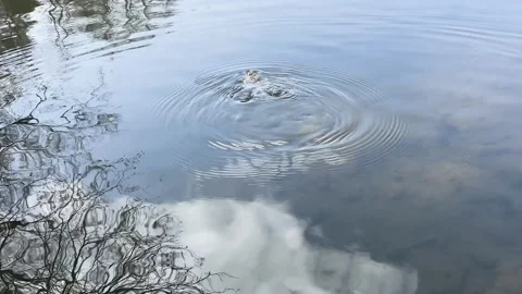 A frog floating and then swimming away i... | Stock Video | Pond5