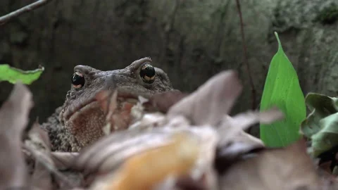 Frog in Forest Closeup, Toad Sunbathing ... | Stock Video | Pond5