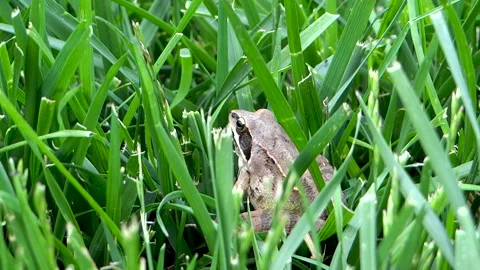Frogs Closeup View Stock Video Footage | Royalty Free Frogs Closeup ...