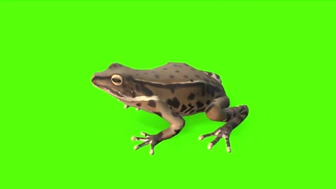 Frog Idle Green Screen Animation 4K Rend... | Stock Video | Pond5