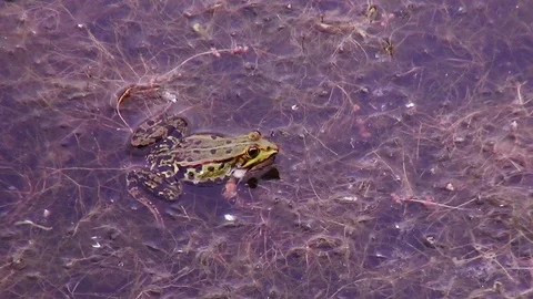 Audiofrog Stock Footage ~ Royalty Free Stock Videos | Pond5