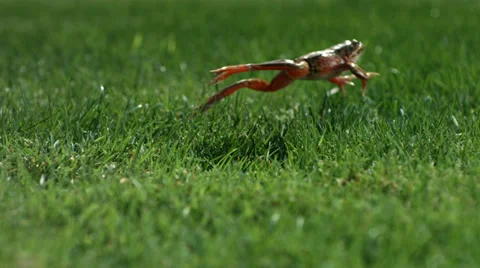 Frog Jump Stock Video Footage | Royalty Free Frog Jump Videos | Pond5