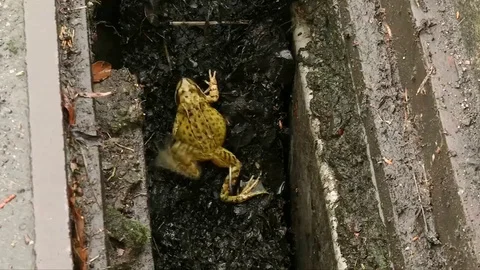 'Frog ladders' help critters escape deat... | Stock Video | Pond5