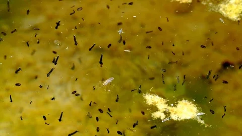 frog larvae of algae, tiny frog larvae, | Stock Video | Pond5