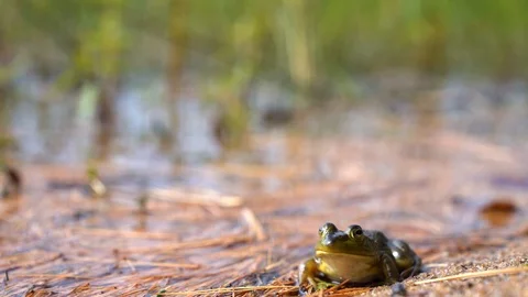 A frog leap into the water from the shor... | Stock Video | Pond5
