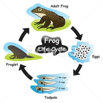 Frog Life Cycle Infographic Diagram for biology science education ...