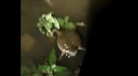 Make Some Noise Stock Video Footage | Royalty Free Make Some Noise ...