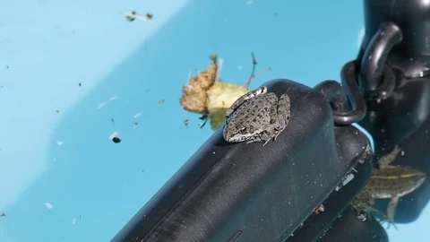 Frog sitting on the black plastic floati... | Stock Video | Pond5