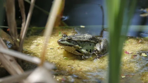 Frog sitting in a pond on a leaf jumps f... | Stock Video | Pond5