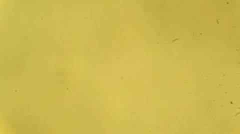 Frog Skin Texture Stock Video Footage | Royalty Free Frog Skin Texture ...