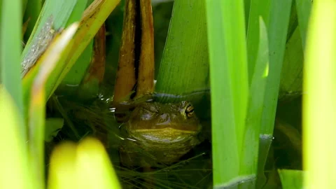 Blinking Eyes Stock Video Footage | Royalty Free Blinking Eyes Videos ...