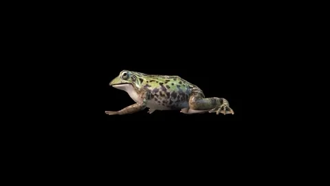 A frog walking on black background, 3D a... | Stock Video | Pond5
