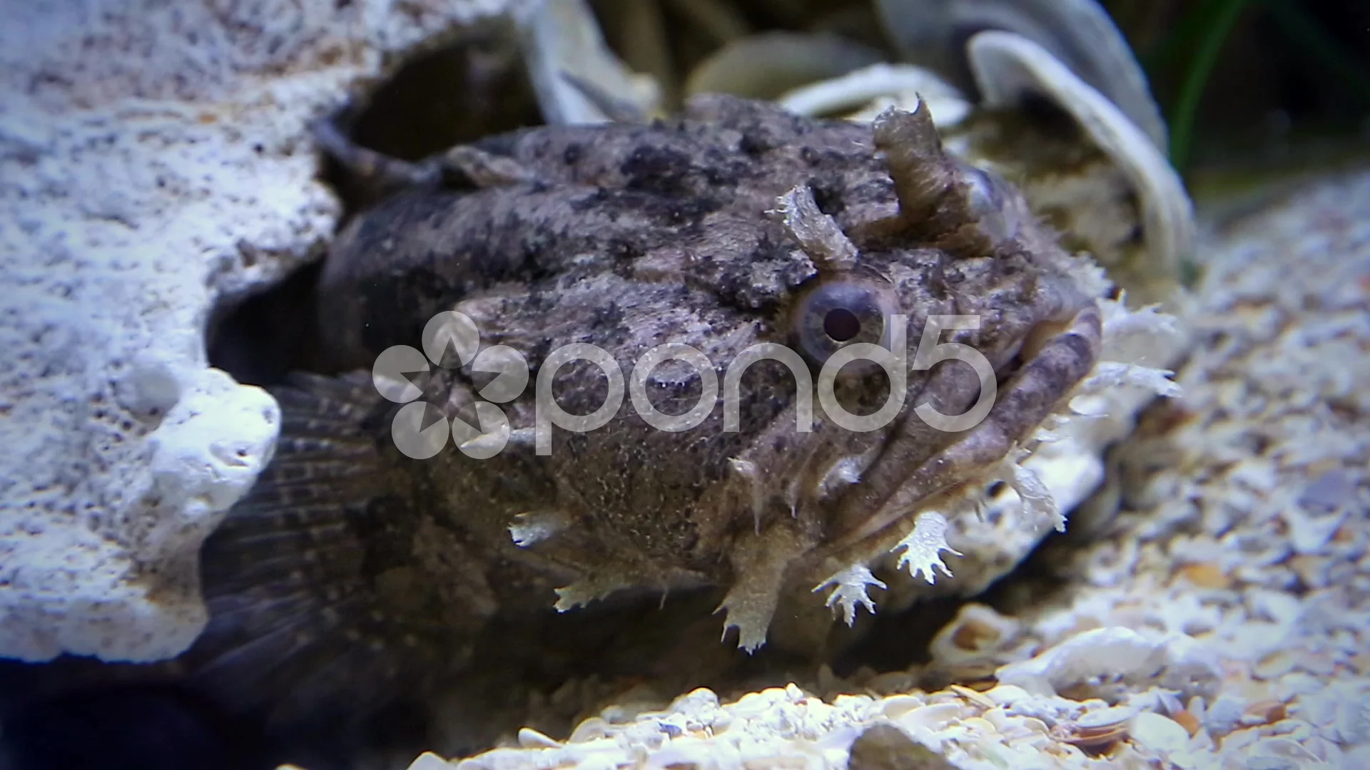Florida Frogfish Longlure Frogfish Reef Smart Guides