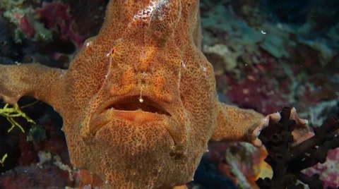 Anglerfish Stock Video Footage | Royalty Free Anglerfish Videos | Pond5