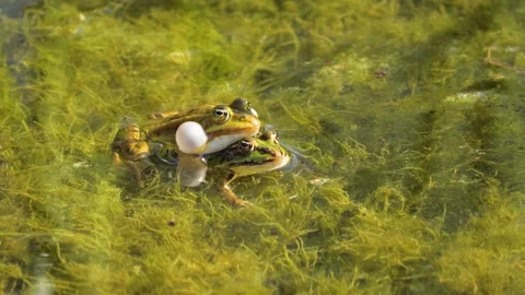 Sex Intercourse Love Stock Footage ~ Royalty Free Stock Videos | Pond5