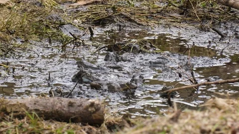 Frogs in a muddy swamp during mating sea... | Stock Video | Pond5