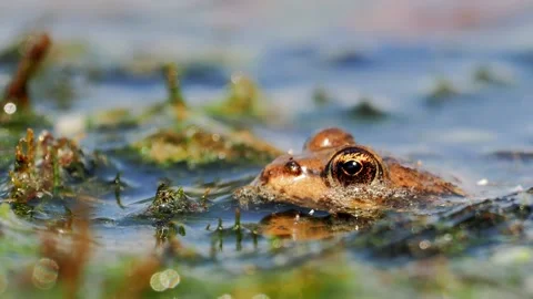frogs in natural habitat during mating s... | Stock Video | Pond5