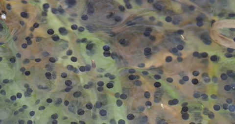 Frogspawn from Common Frog, Rana tempora... | Stock Video | Pond5