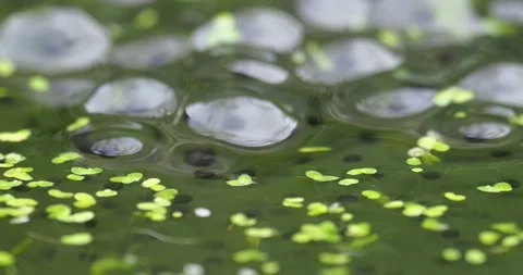 Frogspawn from a Common Frog, Rana tempo... | Stock Video | Pond5