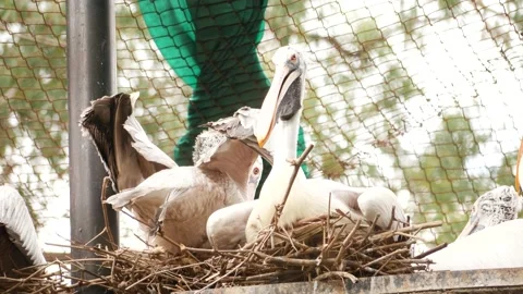 Front, back view birds in forest | Stock Video | Pond5