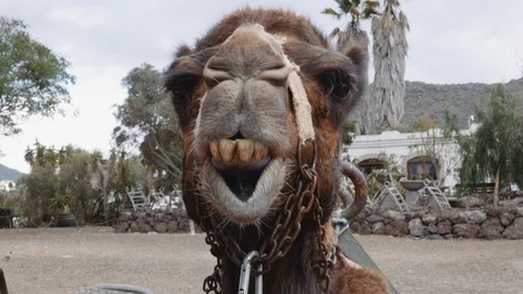 Face Front Facing Stock Videos – Royalty-Free HD & 4K Videos | Pond5