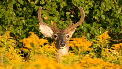 Face Front Facing Stock Videos – Royalty-Free HD & 4K Videos | Pond5