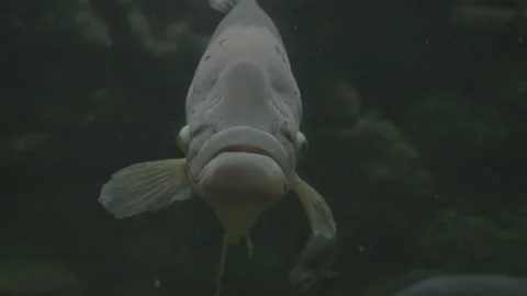 Face Front Facing Stock Videos – Royalty-Free HD & 4K Videos | Pond5