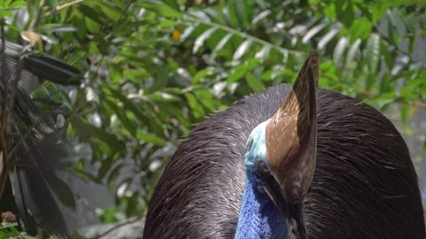 Front Portrait Of A Southern Cassowary W... | Stock Video | Pond5