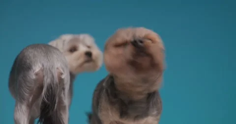 Two Dogs Licking Stock Videos – Royalty-Free HD & 4K Videos | Page 2