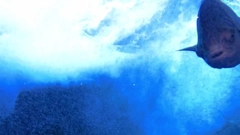 front view of the aquarium scene fish sw... | Stock Video | Pond5