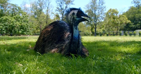 Front On View Of An Australian Emu Layin... | Stock Video | Pond5