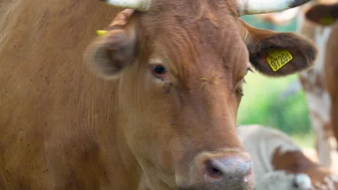 Front view of a brown cow with horns, ga... | Stock Video | Pond5