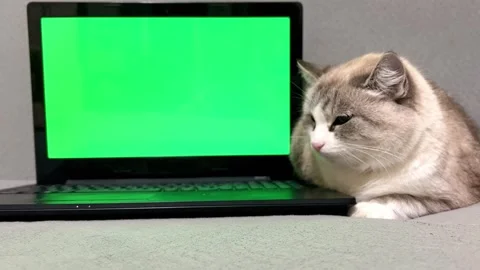 Front view of a cat, at the computer wit... | Stock Video | Pond5