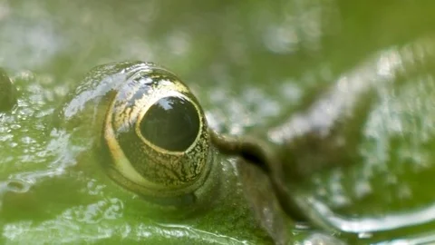 Front view of Frog Eye in hiding in wate... | Stock Video | Pond5