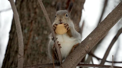 Front view of a furry hungry squirrel ea... | Stock Video | Pond5