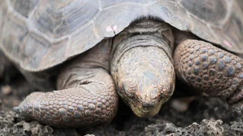 Front View Of Giant Galapagos Tortoise A... | Stock Video | Pond5