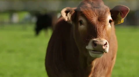 Jersey Cow Stock Videos – Royalty-Free HD & 4K Videos