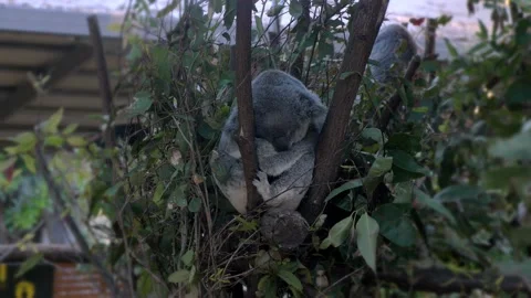 Front View Of A Koala Bear Sleeping On A... | Stock Video | Pond5