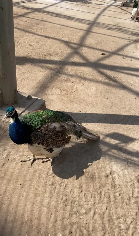 Front View of Most Beautiful Peacock Bir... | Stock Video | Pond5