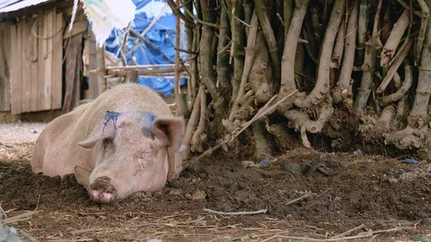 Front view on a pig tied to a tree and l... | Stock Video | Pond5