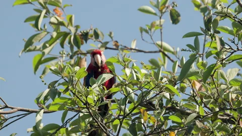 front view of a scarlet macaw feeding in... | Stock Video | Pond5