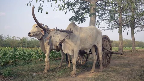 front view of a stationary ox cart on ru... | Stock Video | Pond5