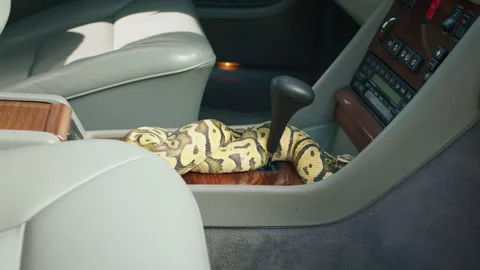 Front view video of a snake inside of th... | Stock Video | Pond5