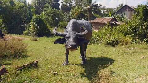 Front view of a water buffalo grazing in... | Stock Video | Pond5