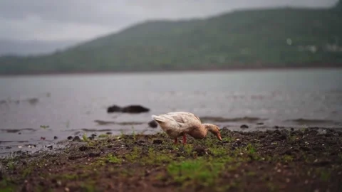 Front view of a white and brown duck eat... | Stock Video | Pond5